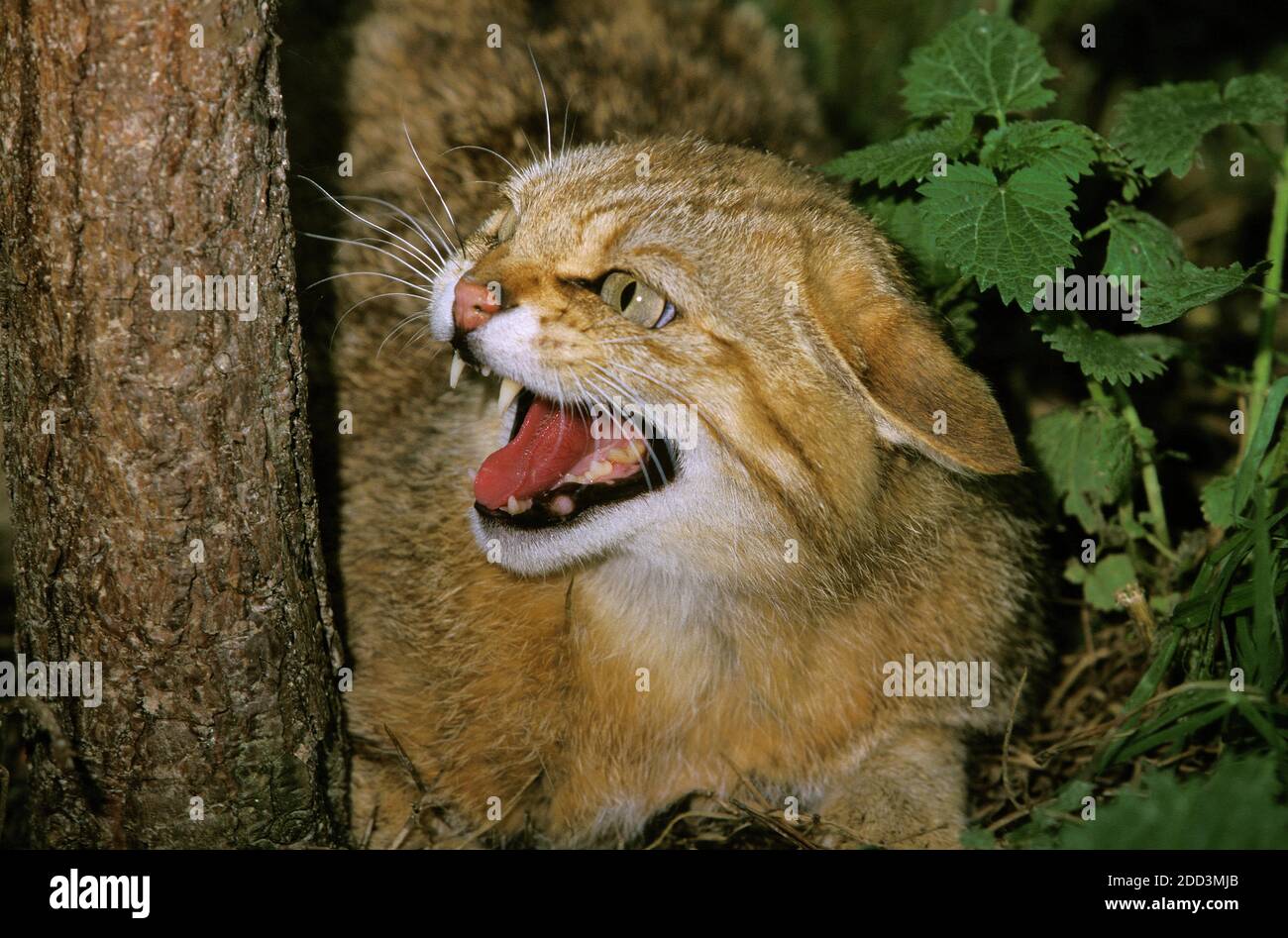 European Wildcat, felis silvestris, Portrait of Adult Snarling Stock ...