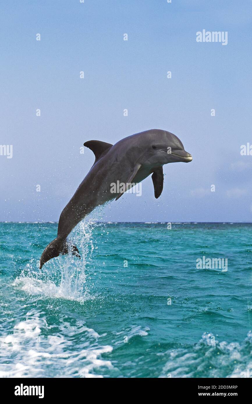 Bottlenose Dolphin, tursiops truncatus, Adult Leaping, Honduras Stock Photo - Alamy