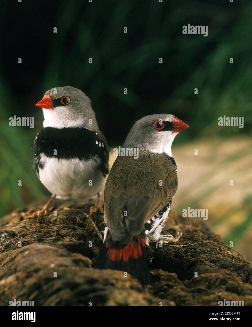 Diamond Firetail, stagonopleura guttata, Adult Stock Photo - Alamy