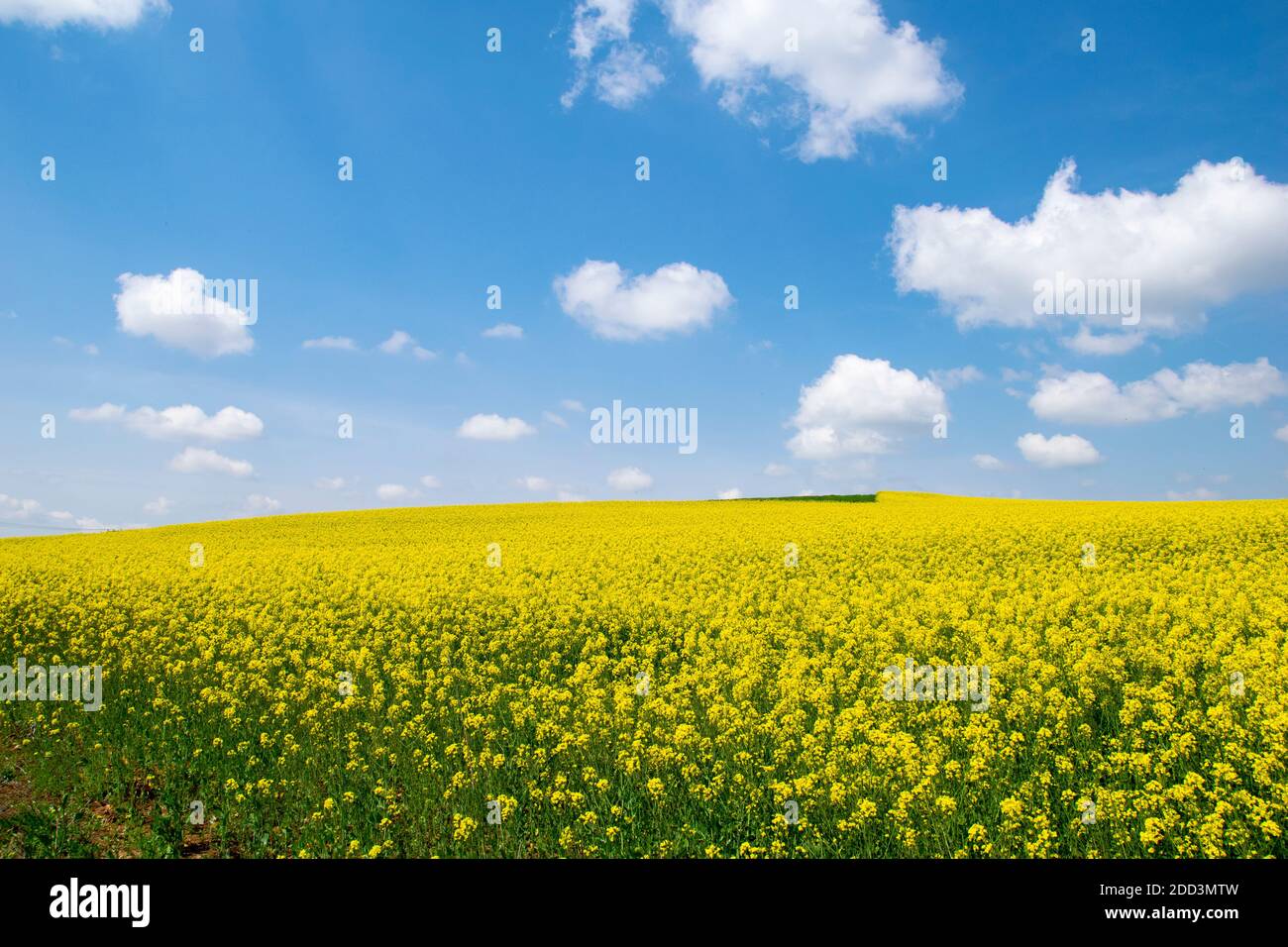Blooming canola field. Rape on the field in summer. Bright Yellow ...