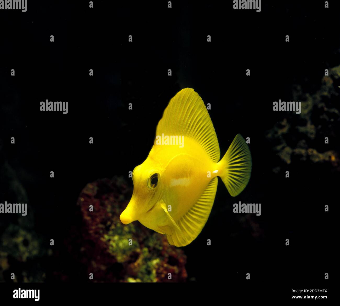 Yellow Tang Fish, zebrasoma flavescens Stock Photo - Alamy