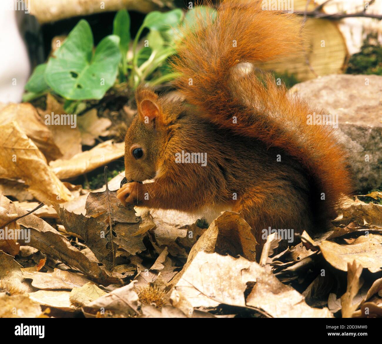 Red Squirrel, sciurus vulgaris, Male standing on Fallen Leaves Stock ...