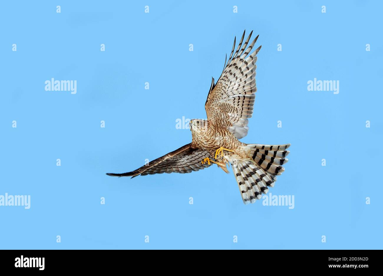 European Sparrowhawk, accipiter nisus, Adult in Flight Stock Photo - Alamy