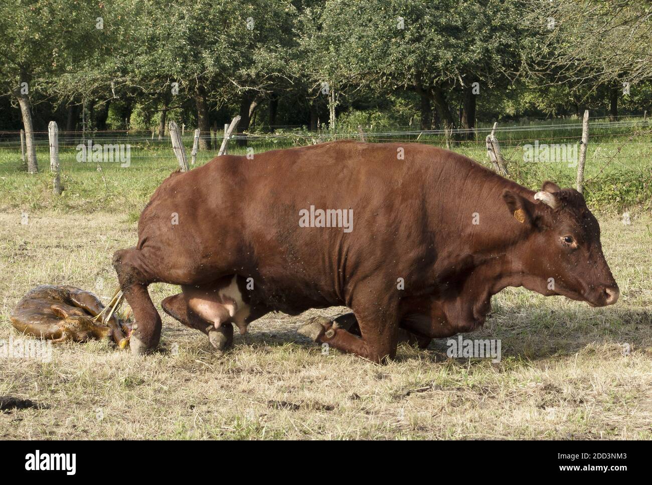 Calving cow hi-res stock photography and images - Alamy
