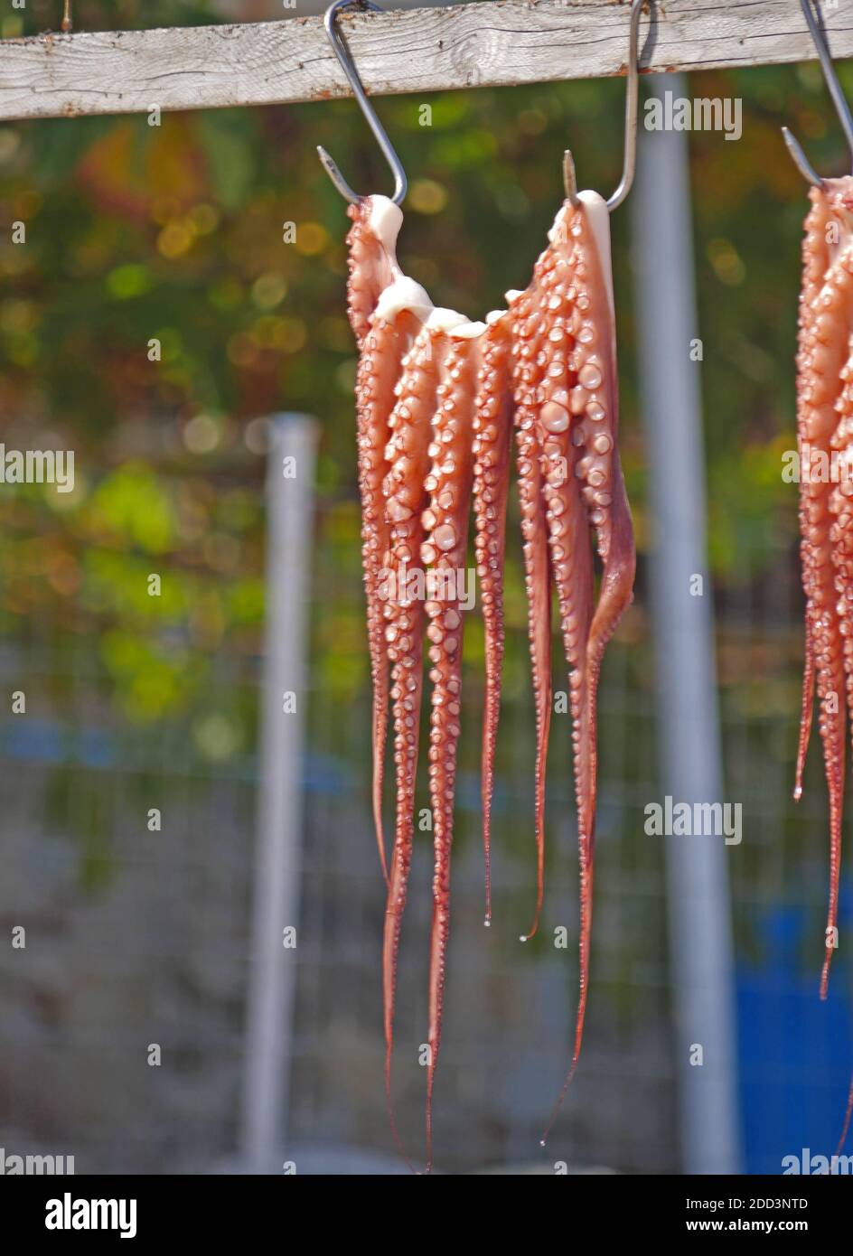 Fresh Octopus drying on a rope, ready to eat Stock Photo - Alamy