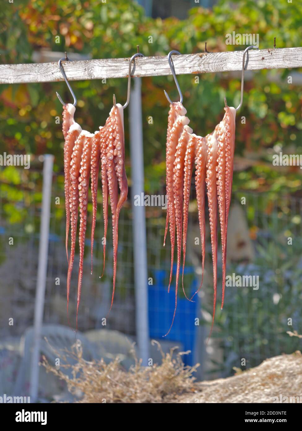 Fresh Octopus drying on a rope, ready to eat Stock Photo - Alamy
