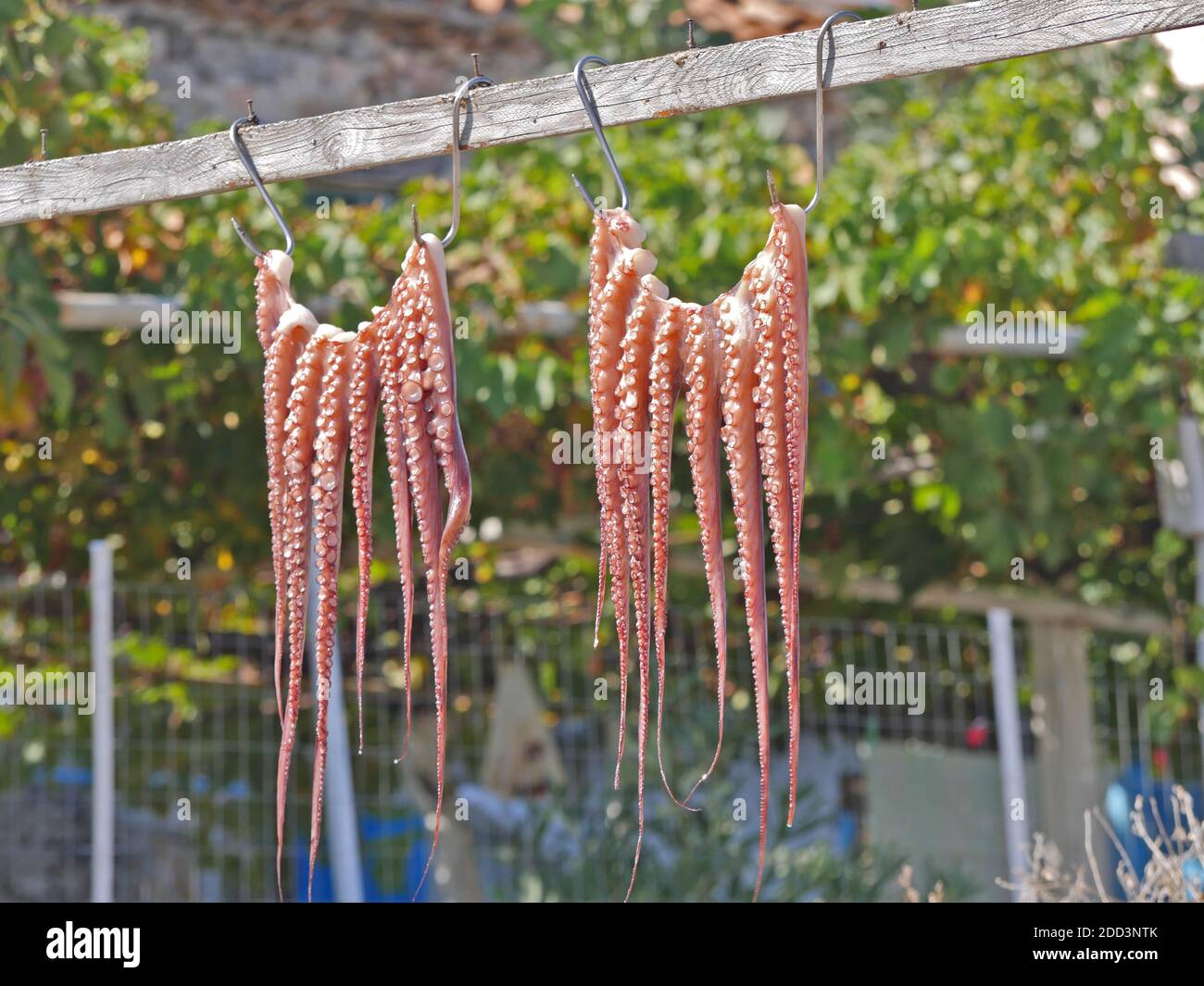 Fresh Octopus drying on a rope, ready to eat Stock Photo - Alamy