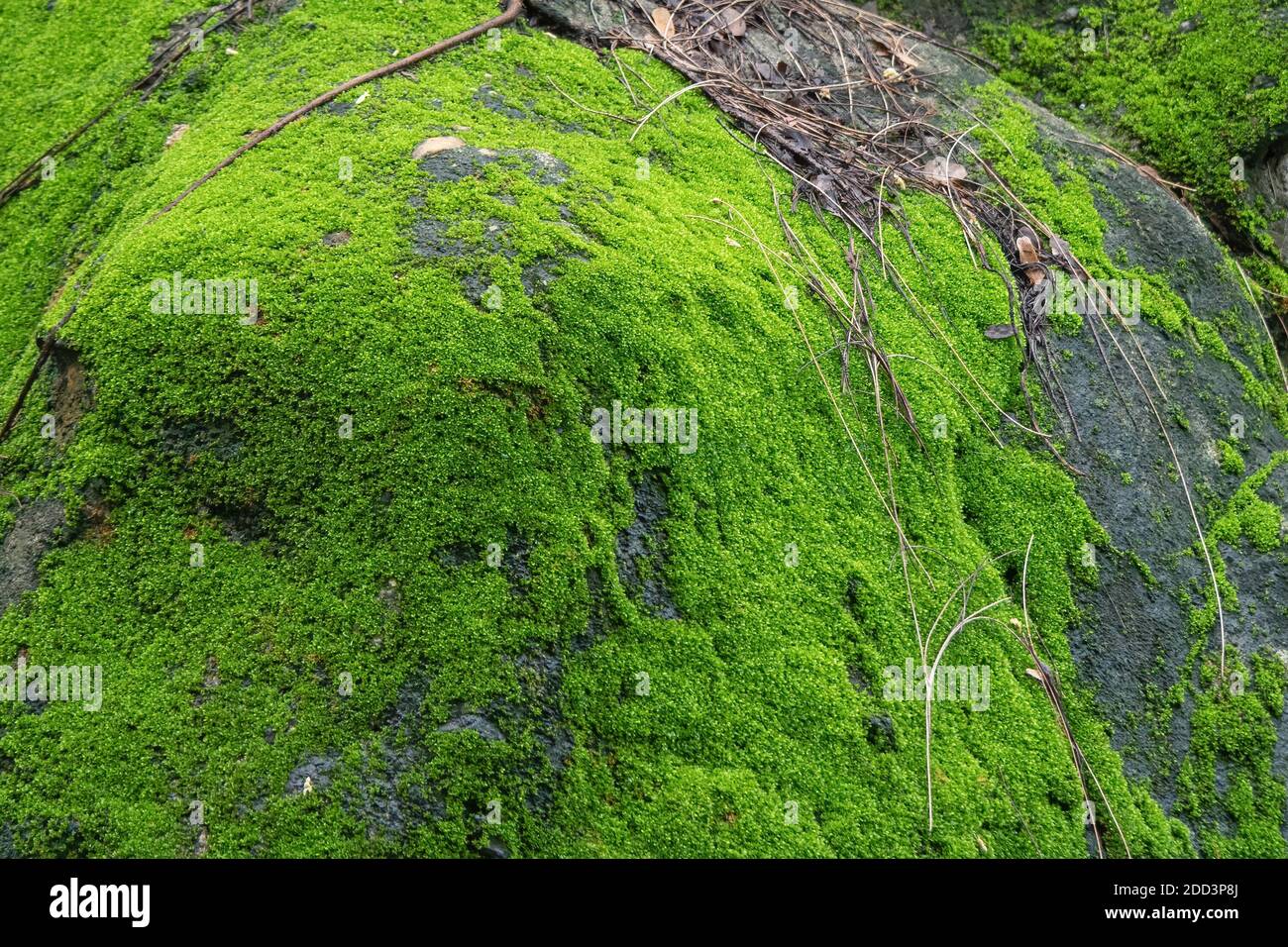 Close up Green Moss on The Rock Stock Photo - Alamy