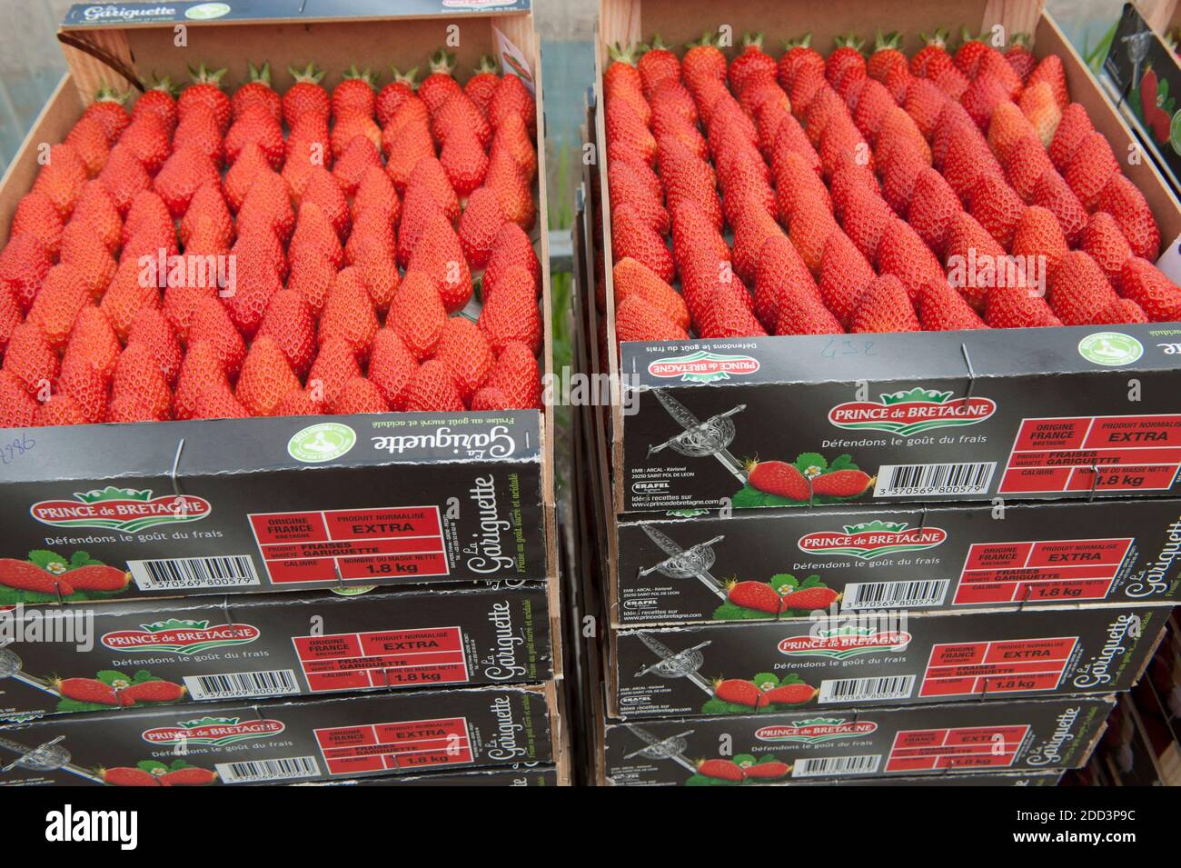 Plouescat (Brittany, north-western France): cultivation of strawberries ...