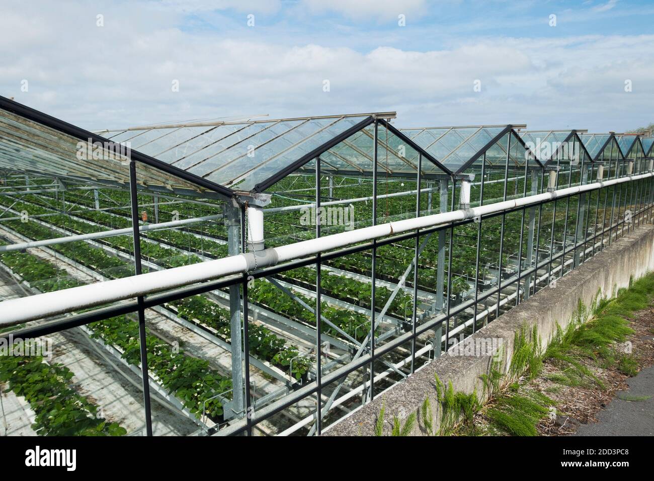 Plouescat (Brittany, north-western France): cultivation of strawberries ...