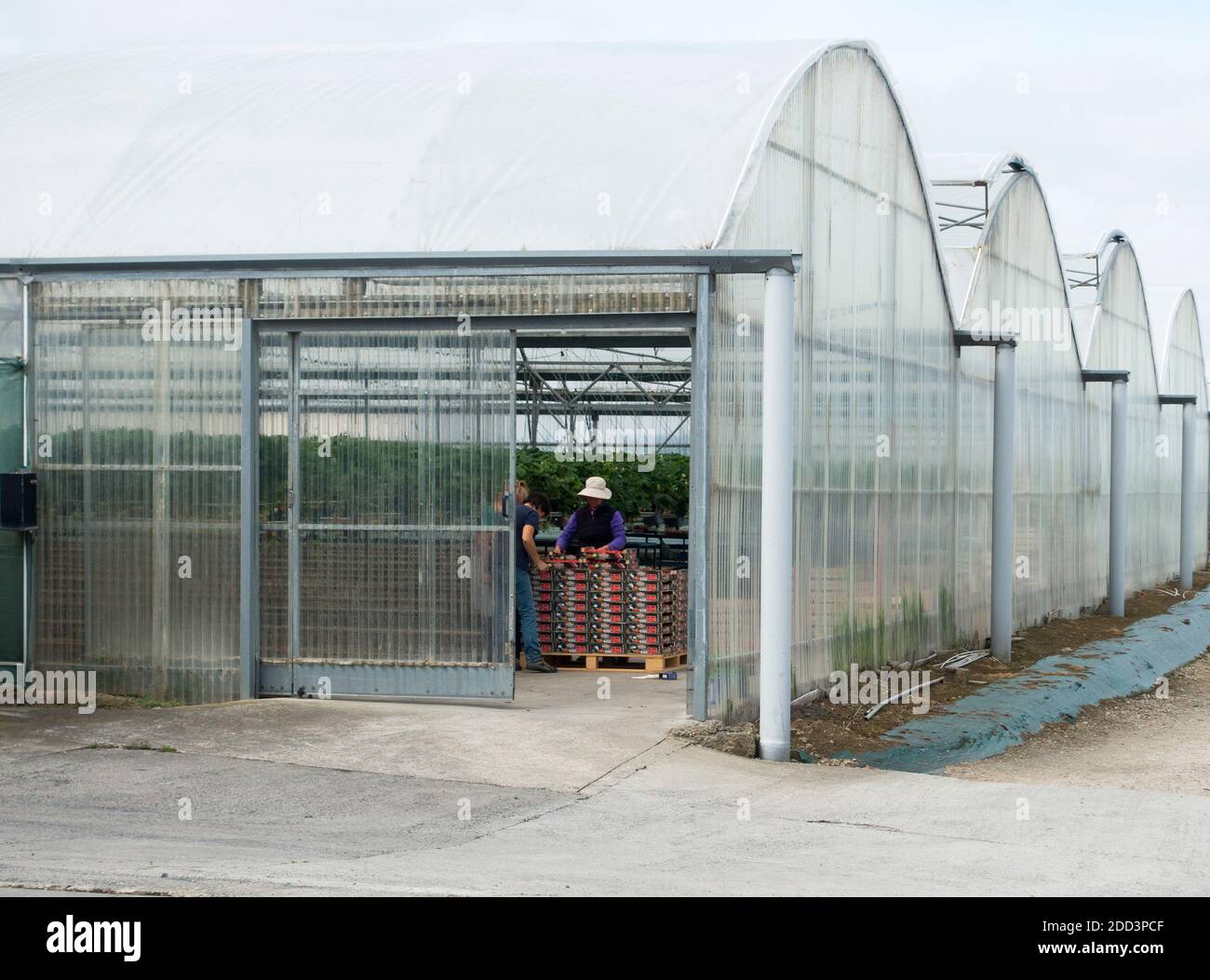Plouescat (Brittany, north-western France): cultivation of strawberries ...