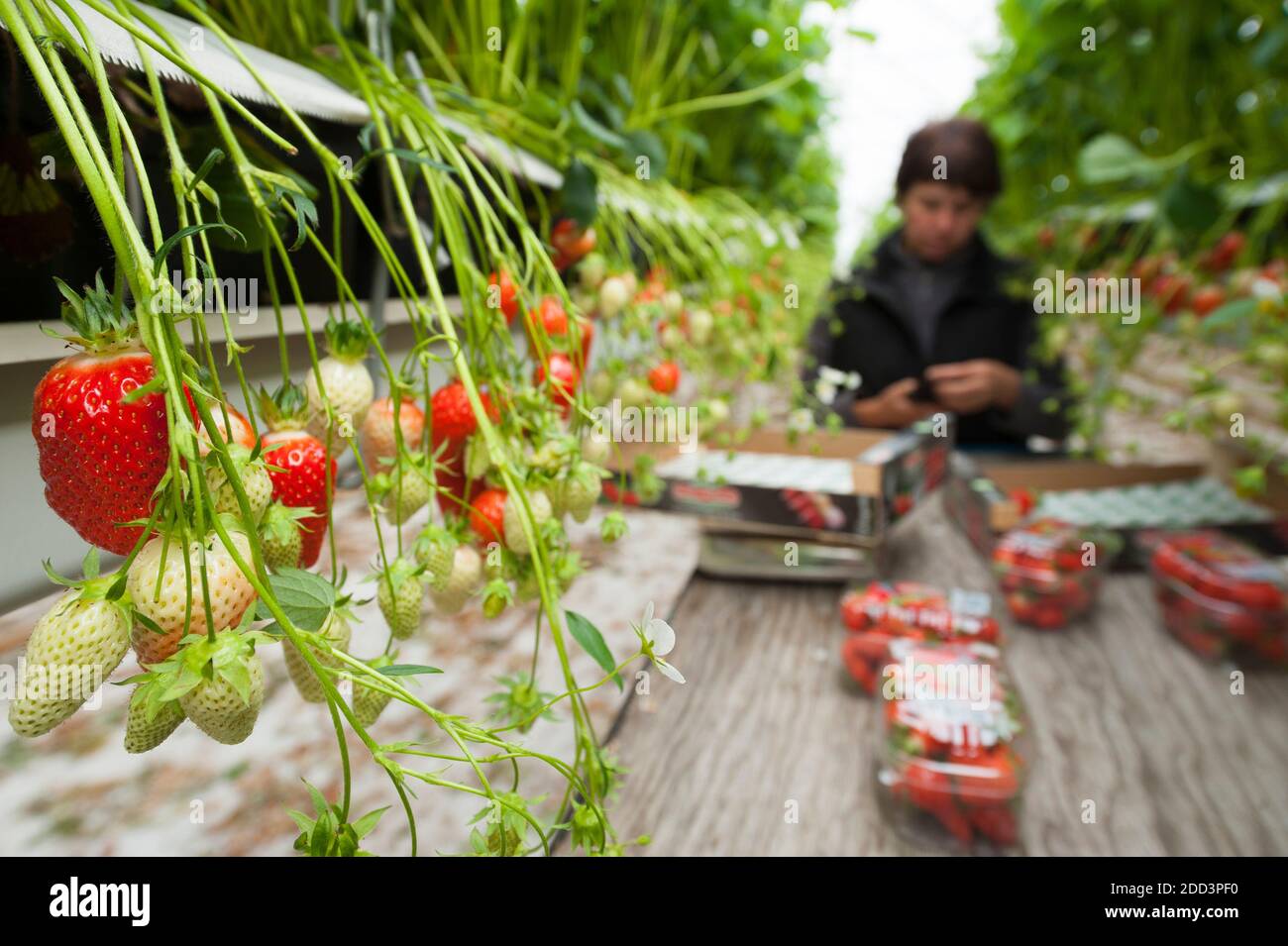 Plouescat (Brittany, north-western France): cultivation of strawberries ...