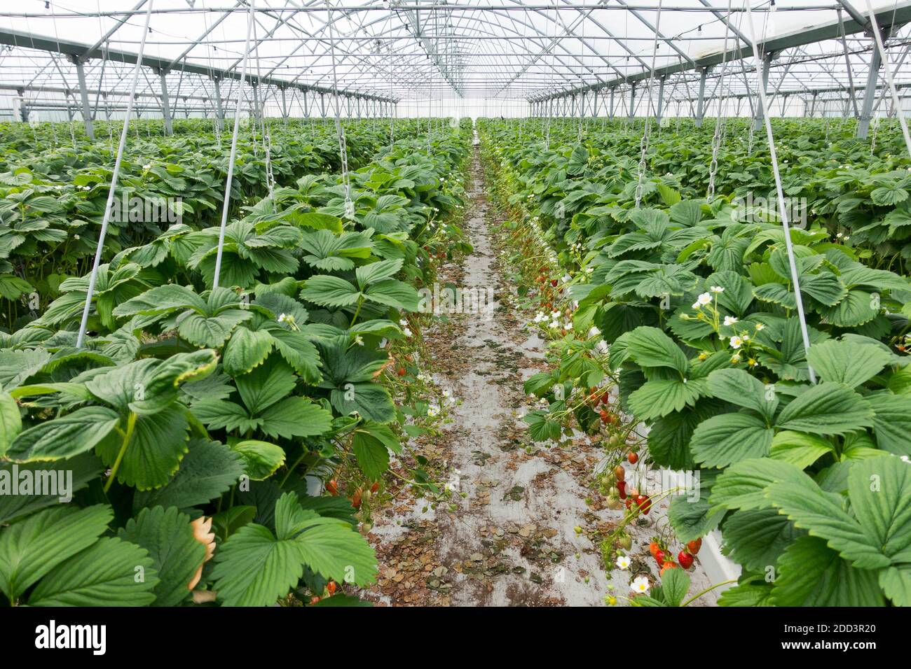 Plouescat (Brittany, north-western France): cultivation of strawberries ...