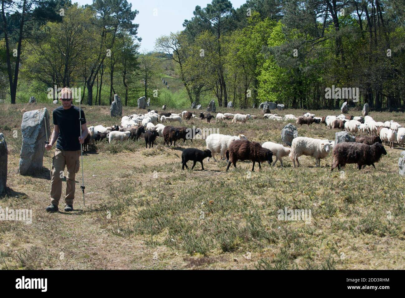 Landes de bretagne sheep hi-res stock photography and images - Alamy