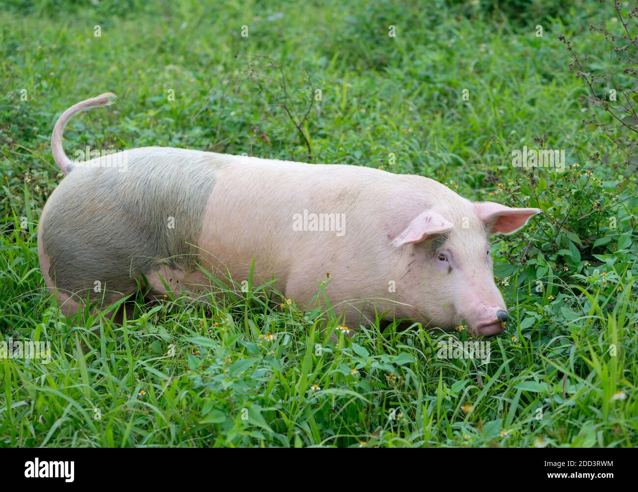 Pig pictures hi-res stock photography and images - Alamy