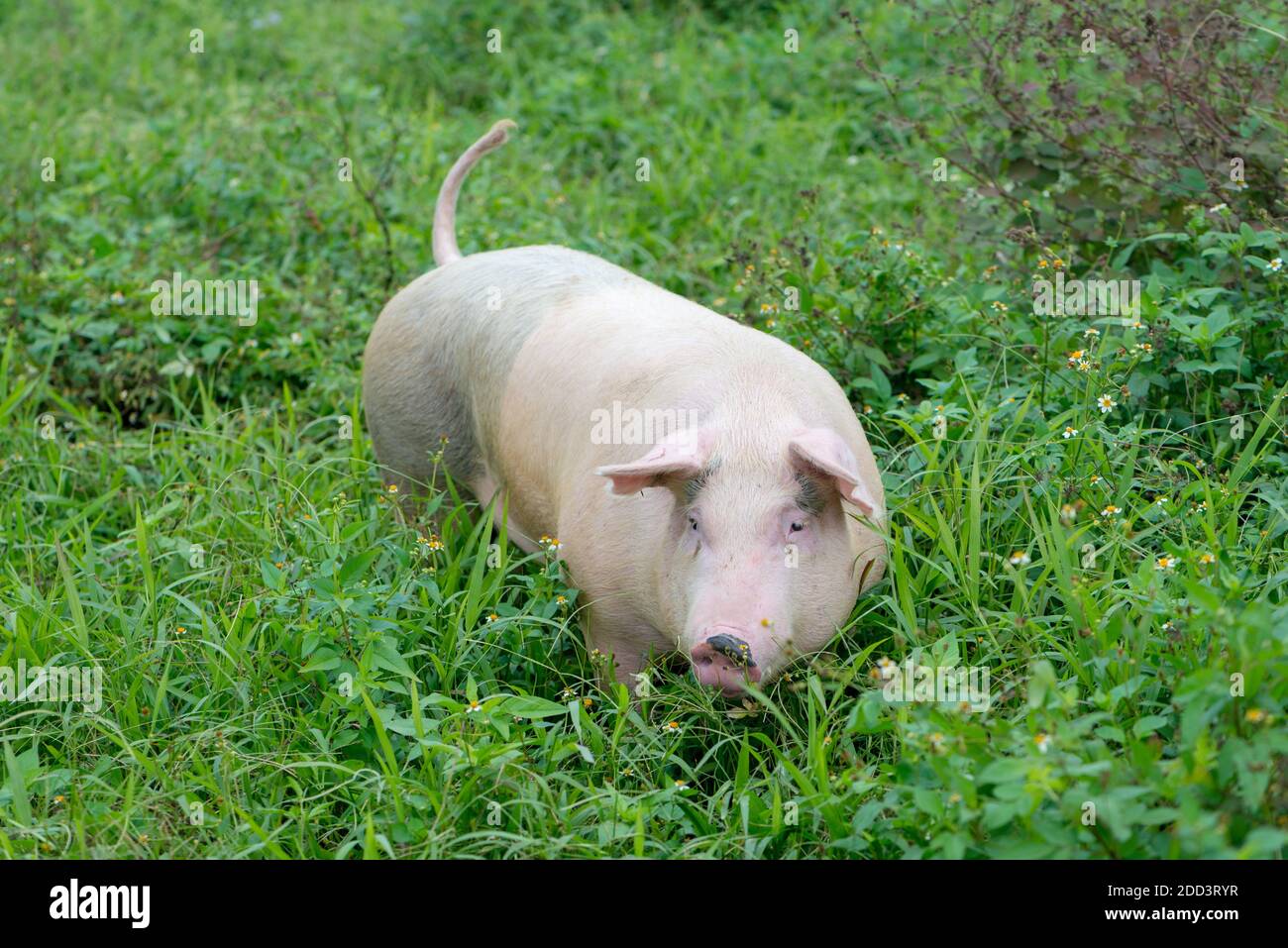 Pig products hi-res stock photography and images - Alamy