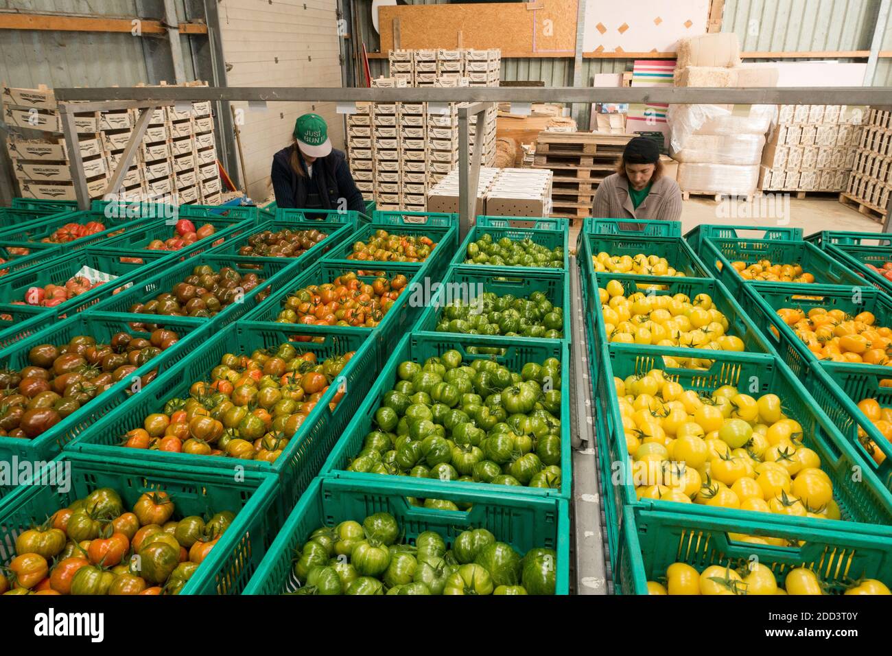 Lannion (Brittany, north-western France): cultivation of tomatoes under ...