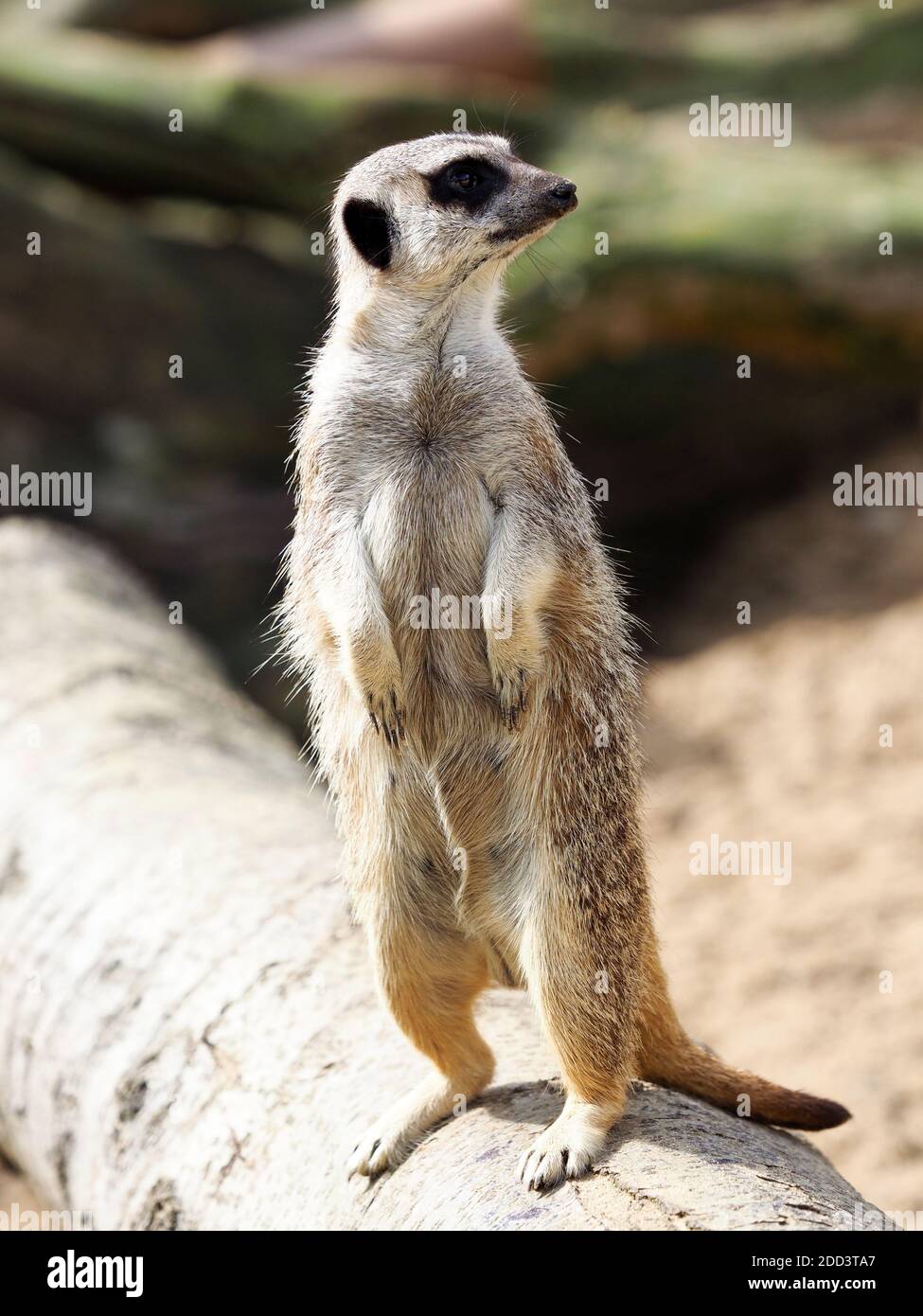A cute meerkat stands and looks alert Stock Photo - Alamy