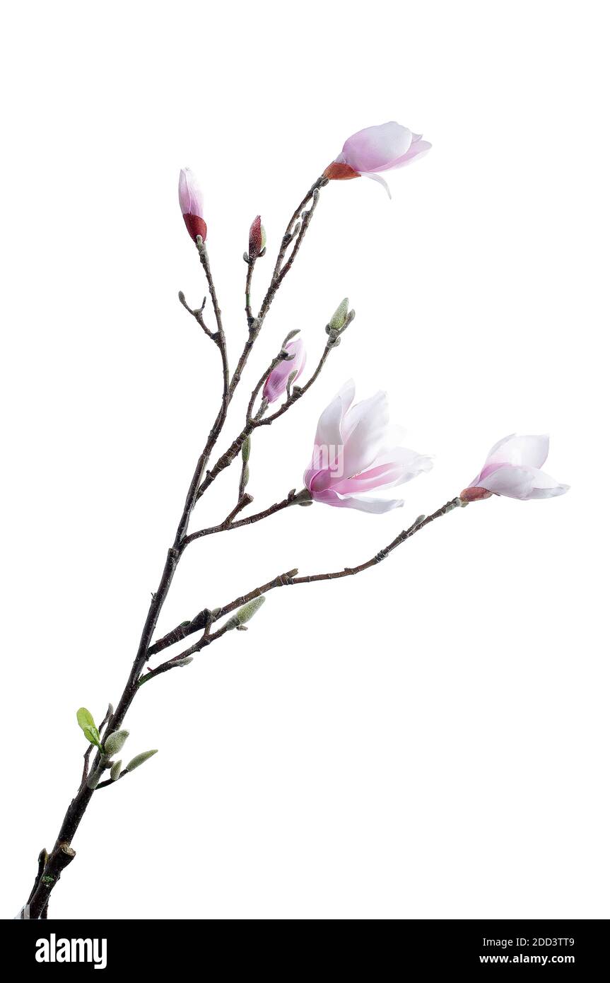 Magnolia tree leaves Cut Out Stock Images & Pictures - Alamy