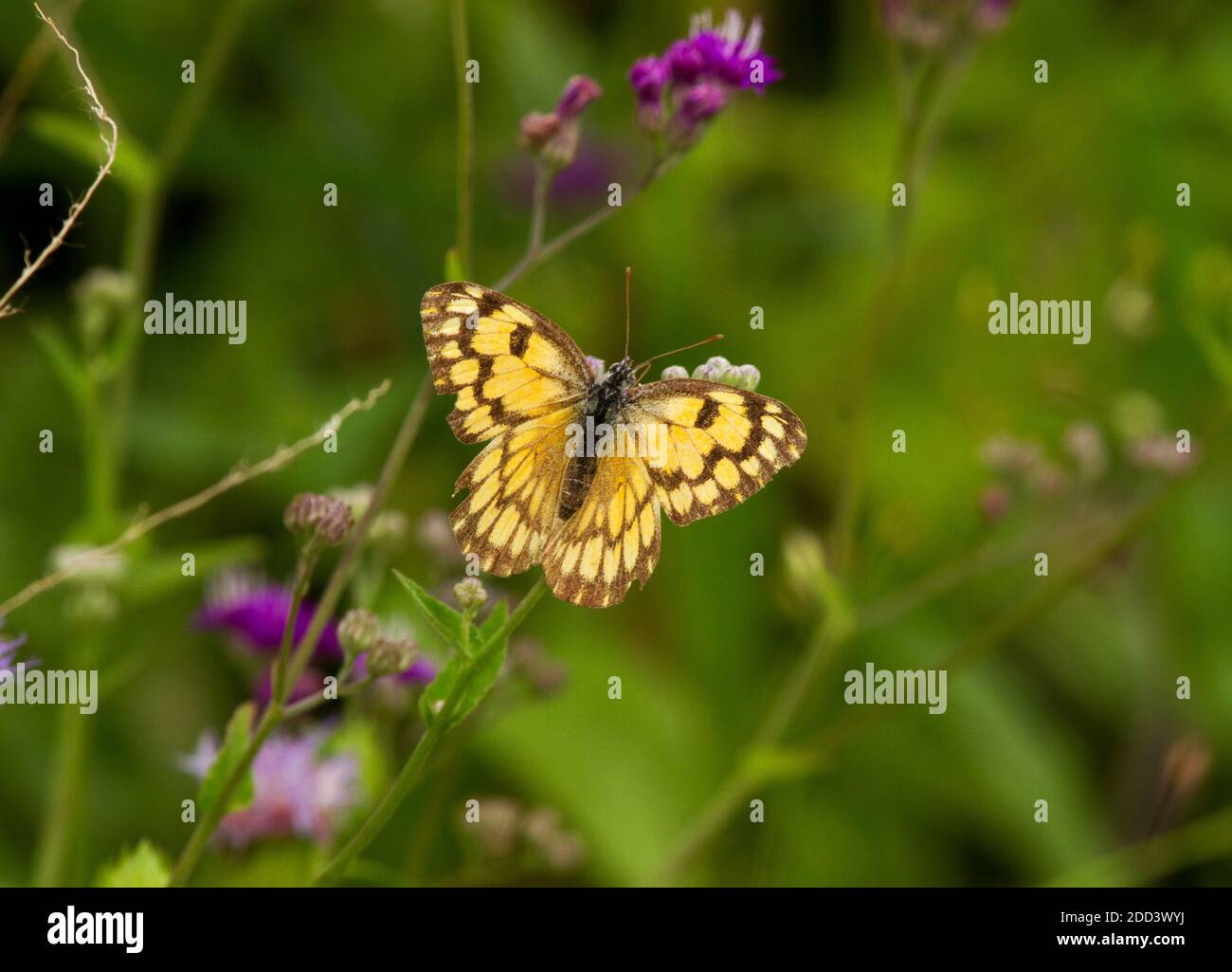 Colotis hi-res stock photography and images - Alamy