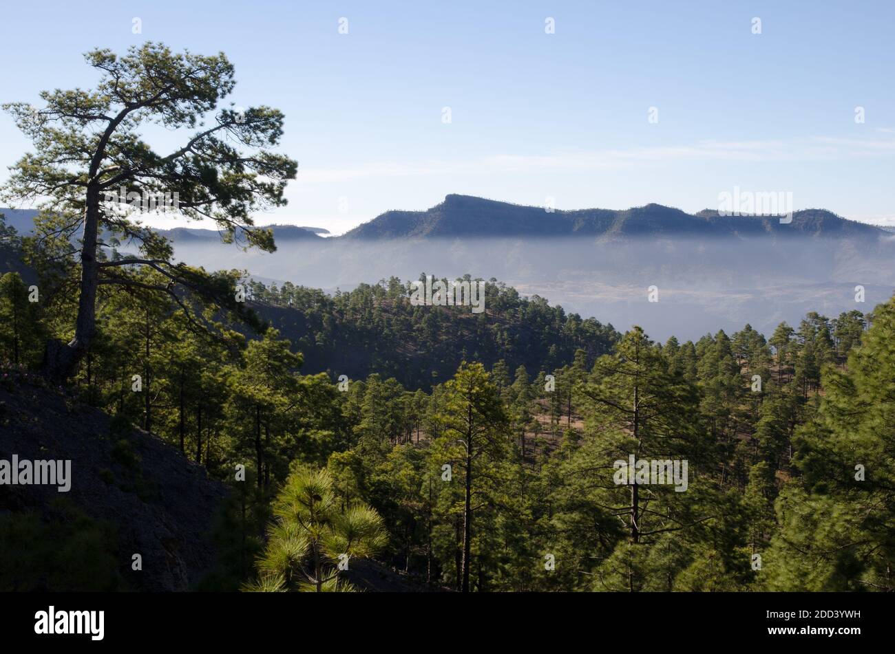 Forest of Canary Island pine Pinus canariensis. Integral Natural ...