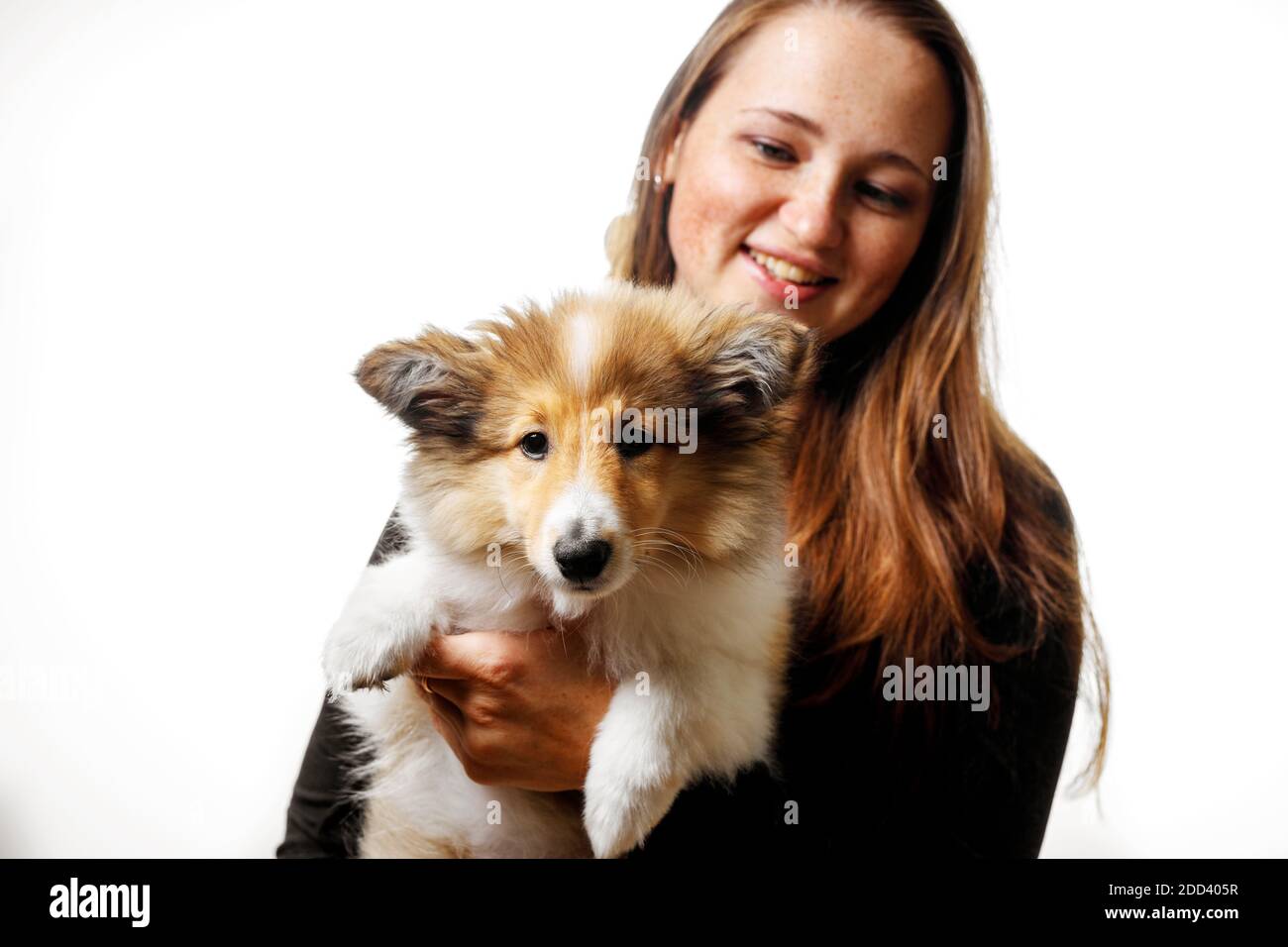 Sheltie and human hi-res stock photography and images - Alamy