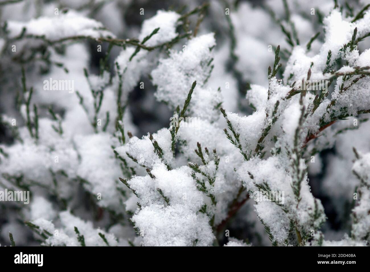 juniper bush in winter garden covered with snow Stock Photo - Alamy