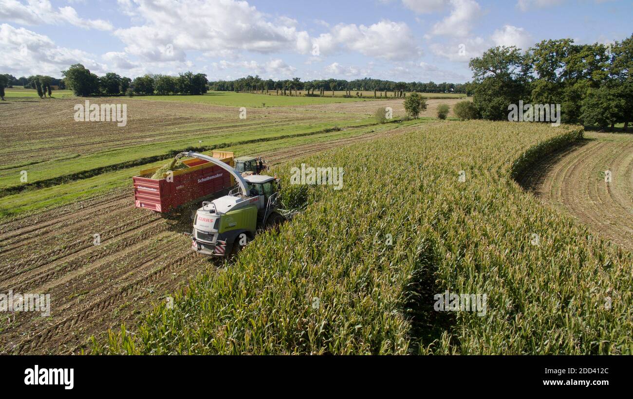 Maize silage harvesting: tractor and harvester in a field, farm in ...