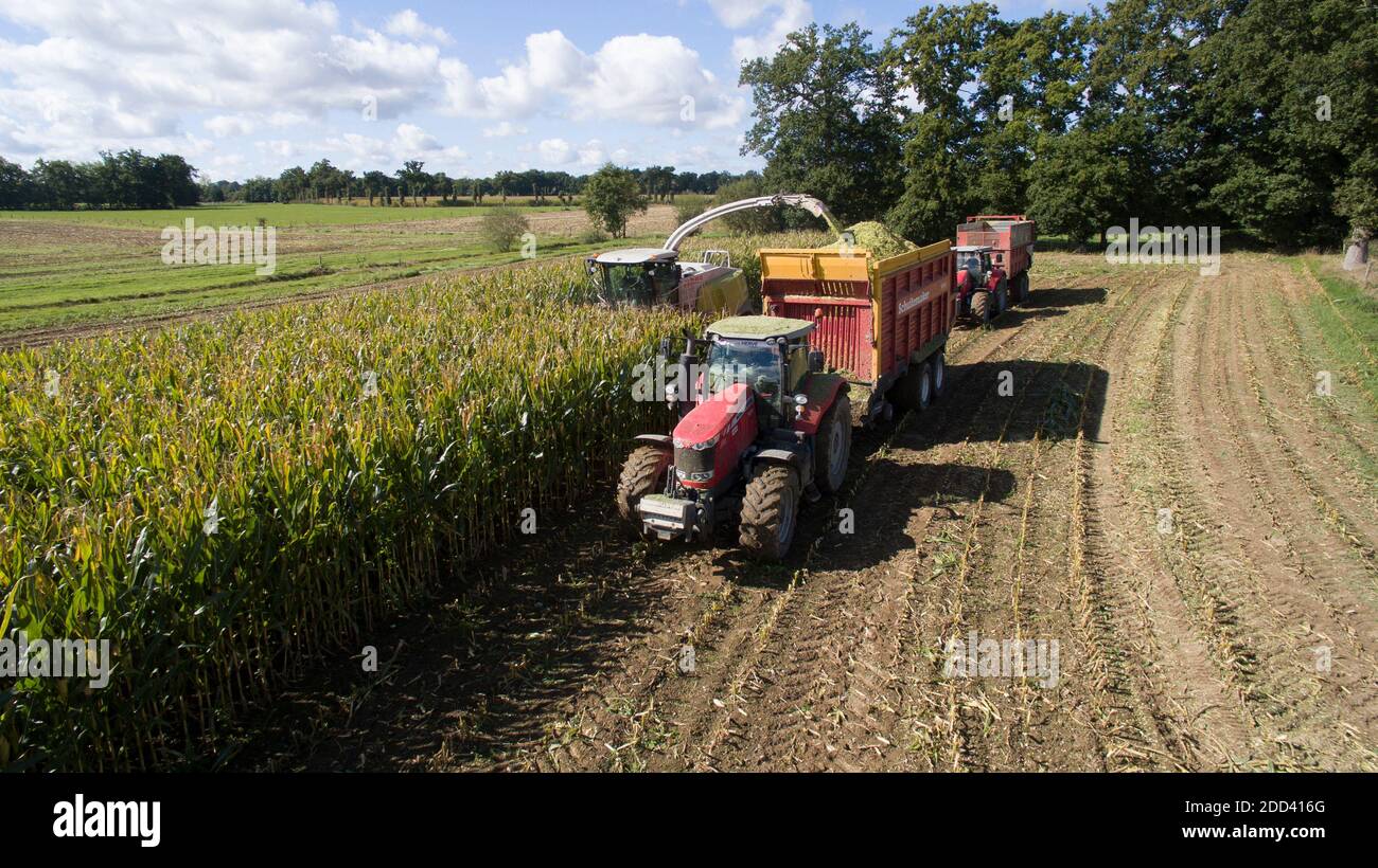 Maize silage harvesting: tractor and harvester in a field, farm in ...
