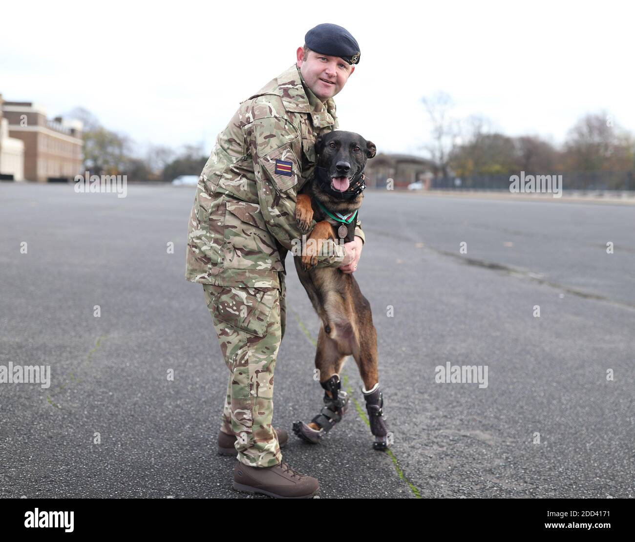 Belgian malinois military working dog hi-res stock photography and ...