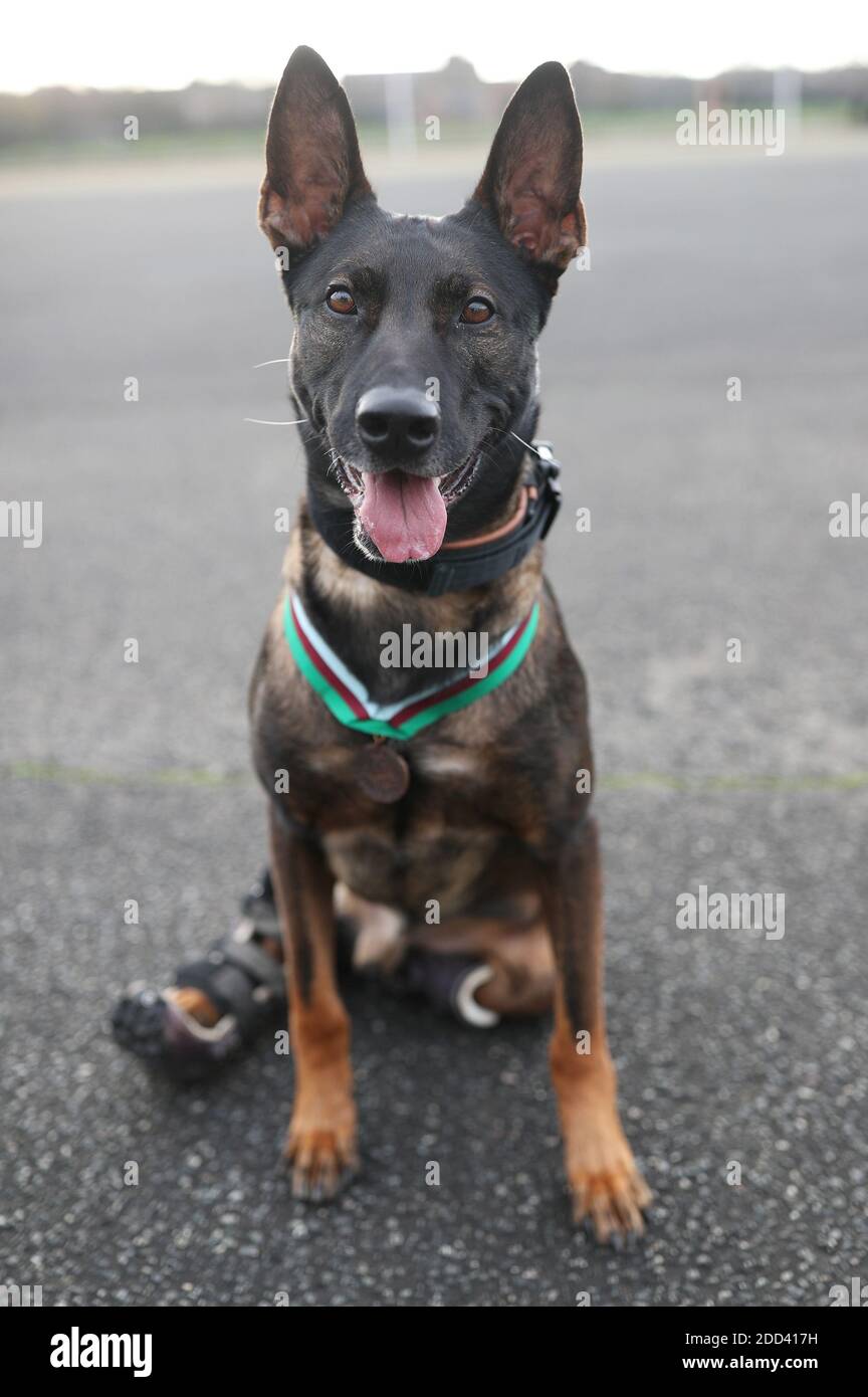 Belgian malinois military working dog hi-res stock photography and ...