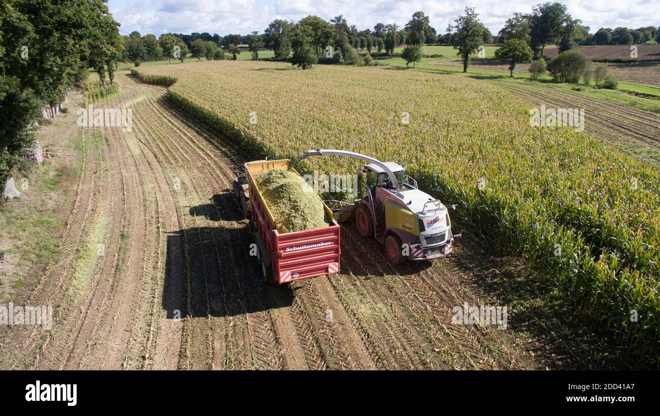 Maize silage harvesting: tractor and harvester in a field, farm in ...
