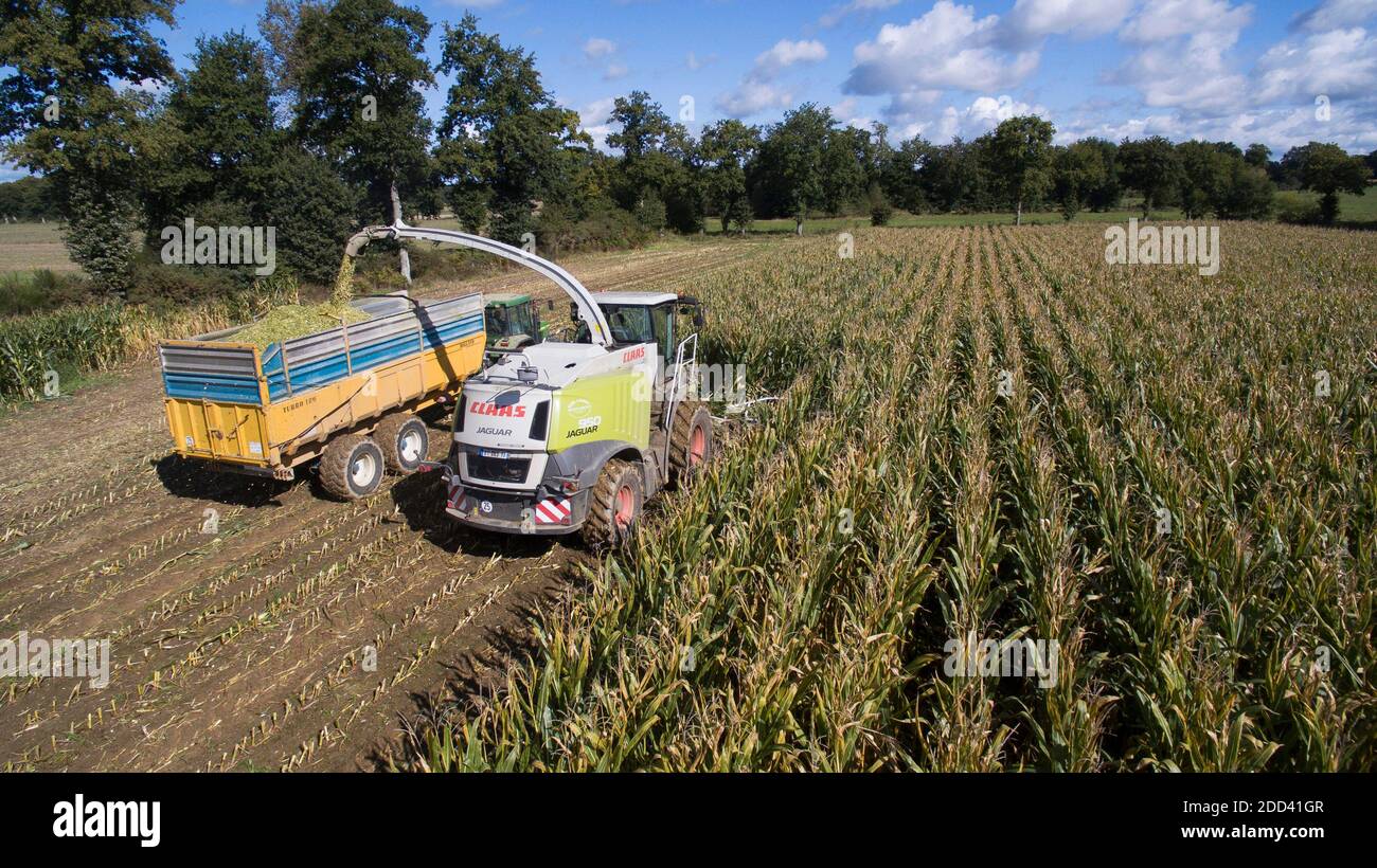 Maize silage harvesting: tractor and harvester in a field, farm in ...