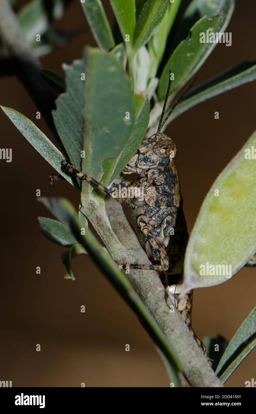 Arminda canariensis hi-res stock photography and images - Alamy