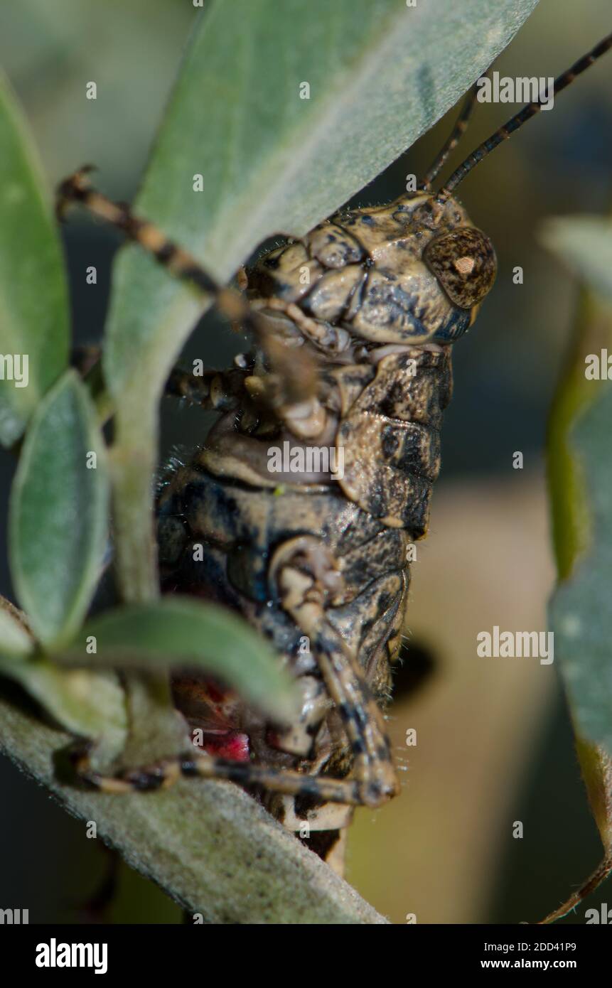 Splendid rock grasshopper Arminda can on a plant. Alsandara mountain ...
