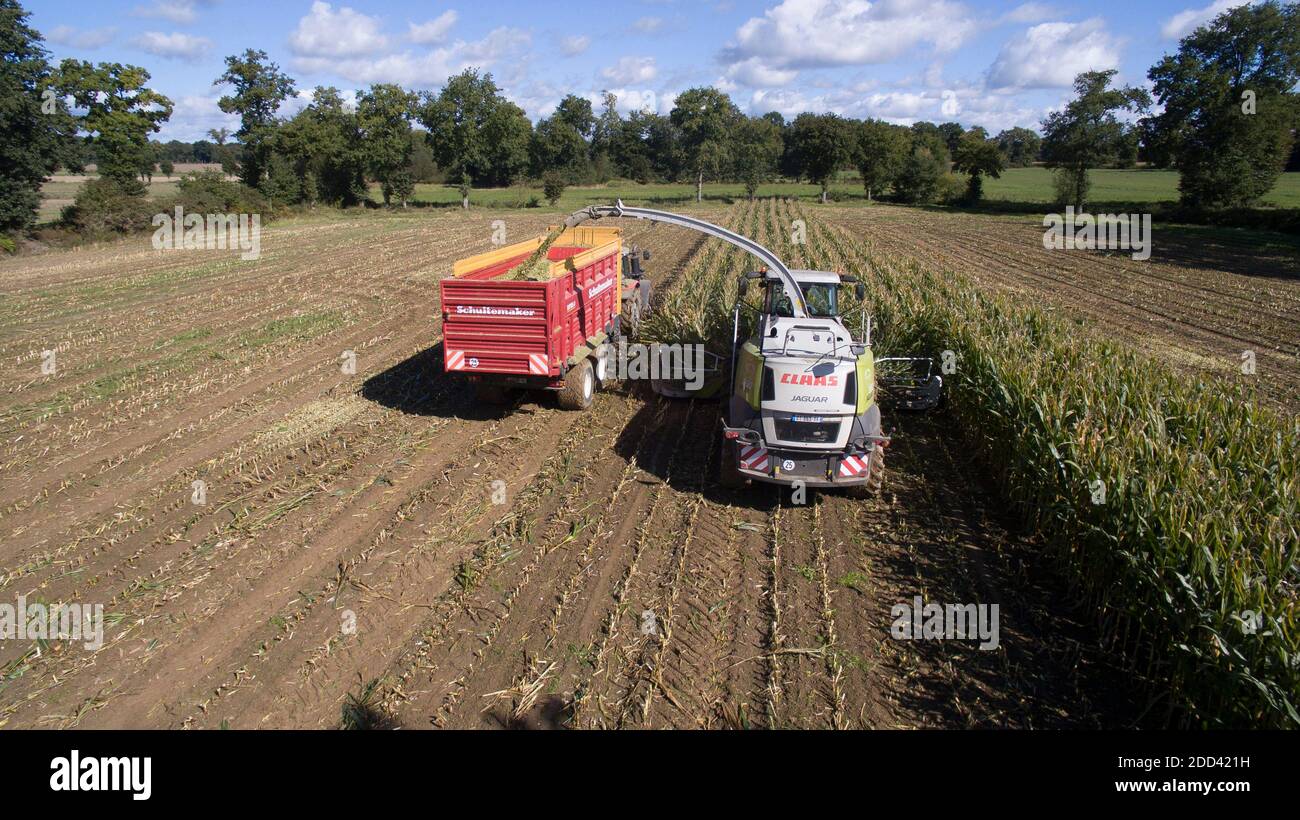 Maize silage harvesting: tractor and harvester in a field, farm in ...