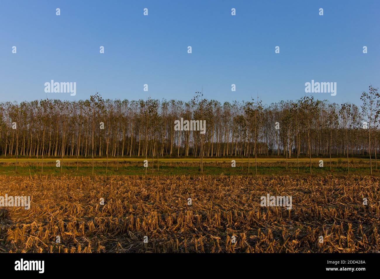Italian maple tree hi-res stock photography and images - Alamy