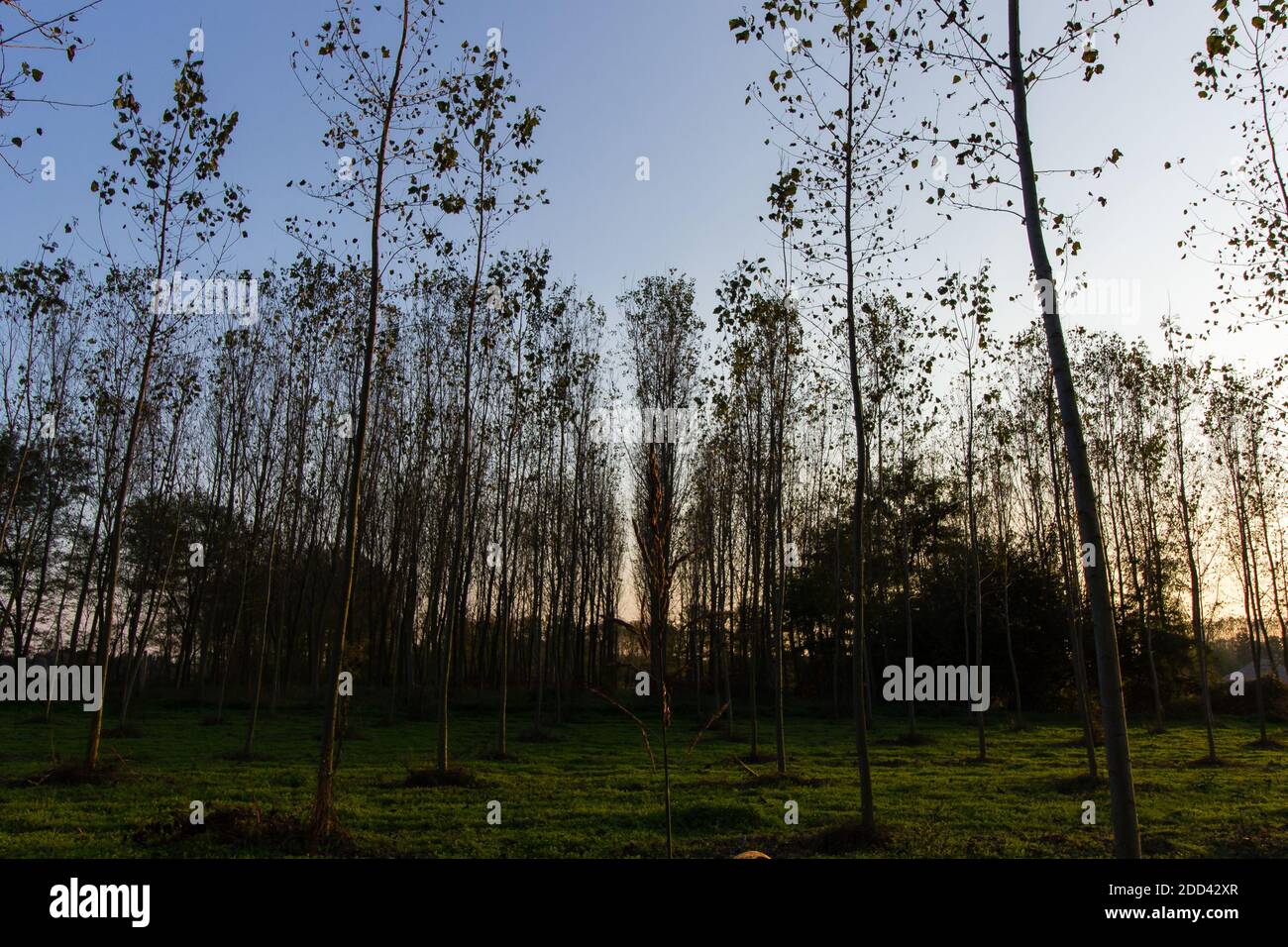 Poplar grove in the Italian countryside in autumn at sunset time Stock ...