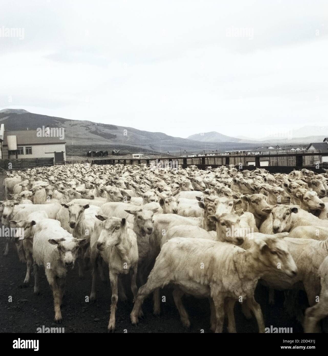 Schafe auf einer farm hi-res stock photography and images - Alamy