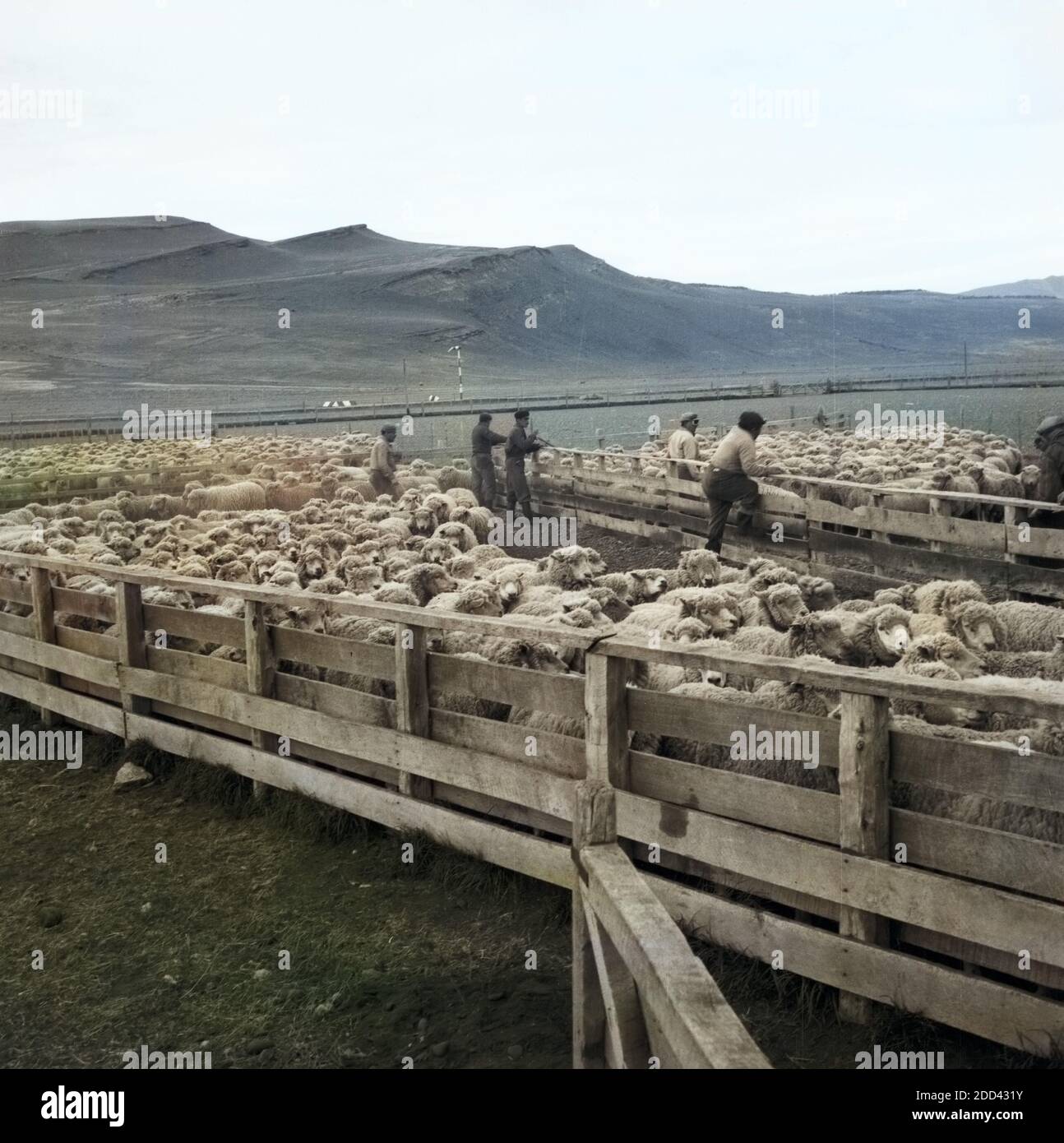 Schafe auf einer farm hi-res stock photography and images - Alamy