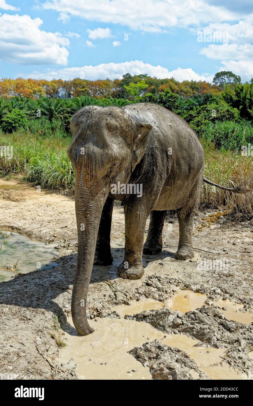 Bath with Elephants at Krabi Elephant House Sanctuary - Thailand ...