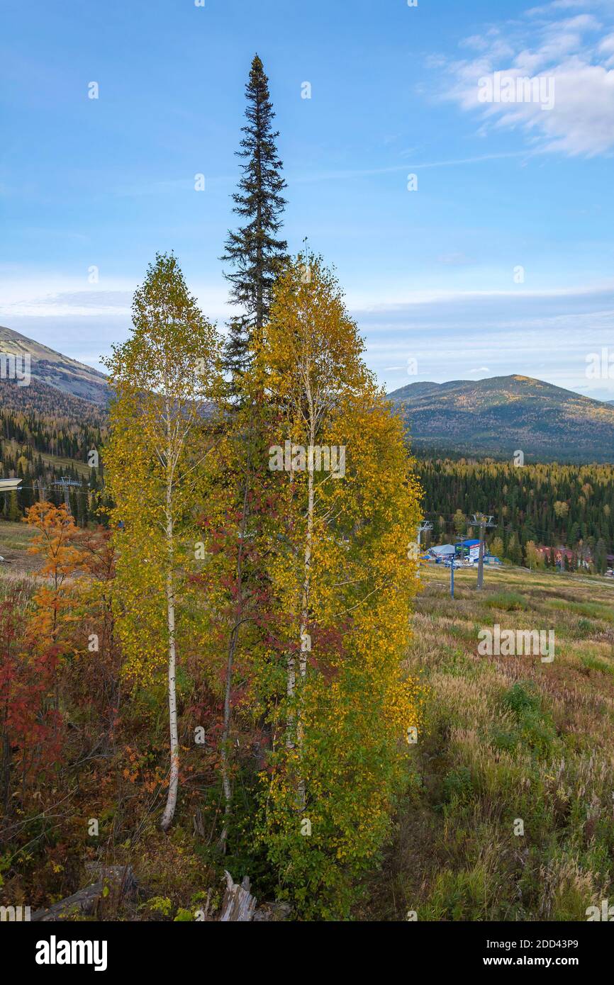 Landscape with birches trees near the village of Sheregesh, Gornaya ...