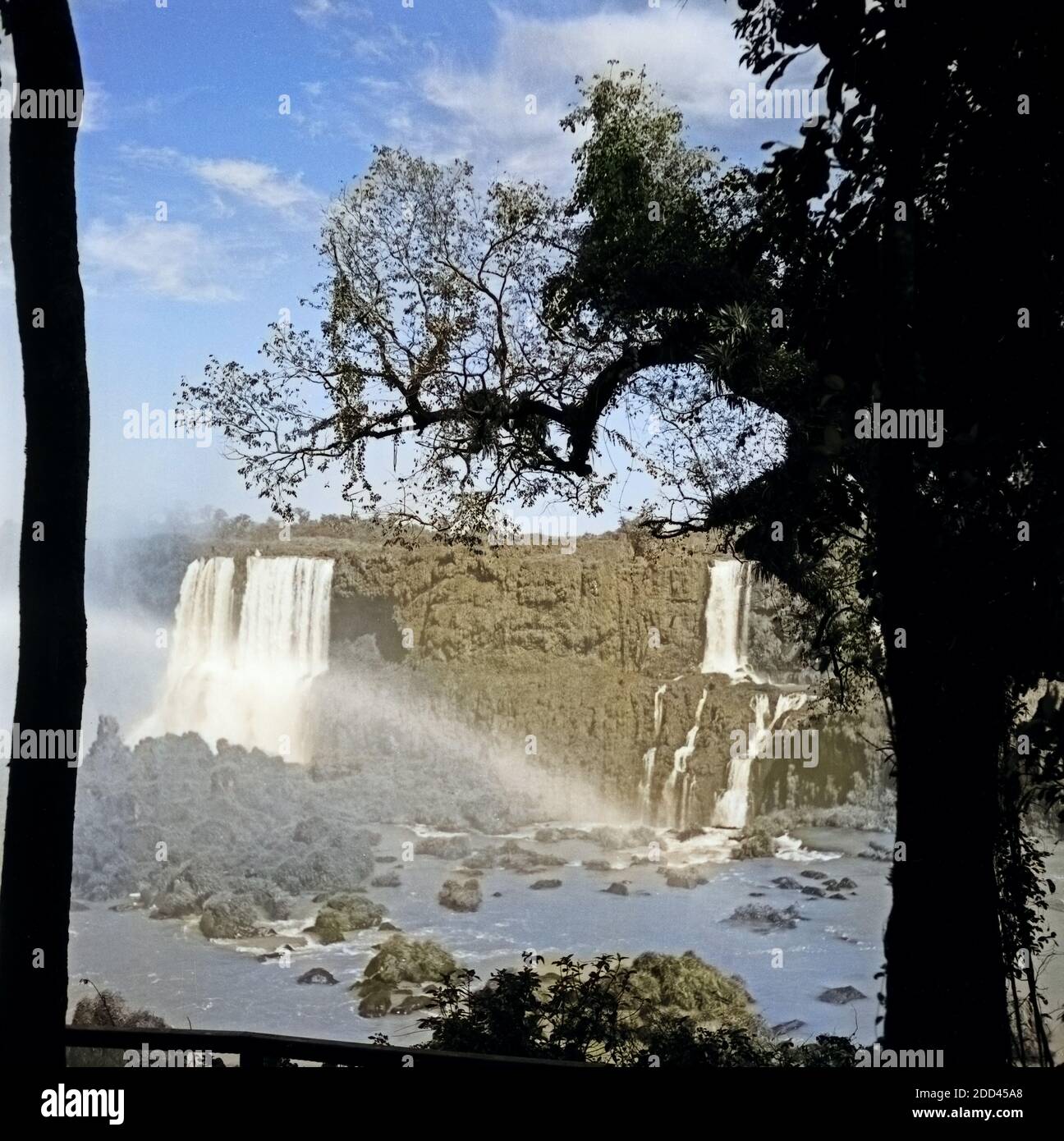 Baum bei den Iguazú-Wasserfälle, Argentinien/Brasilien 1960. Tree at ...