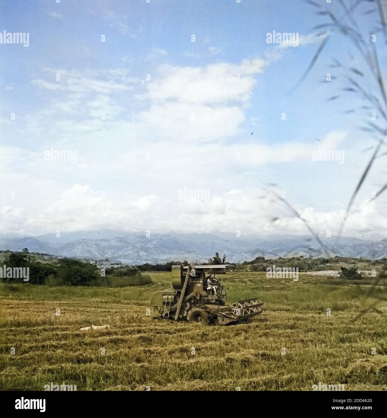Reisernte in Tolima, Kolumbien 1960er Jahre. Rice crop in Tolima ...