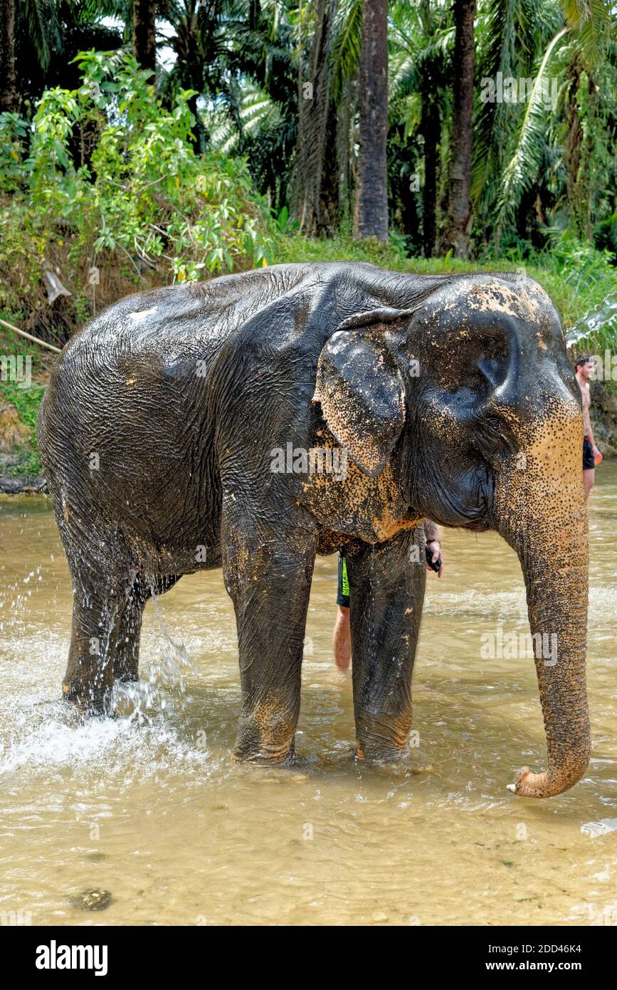 Bath with Elephants at Krabi Elephant House Sanctuary - Thailand ...