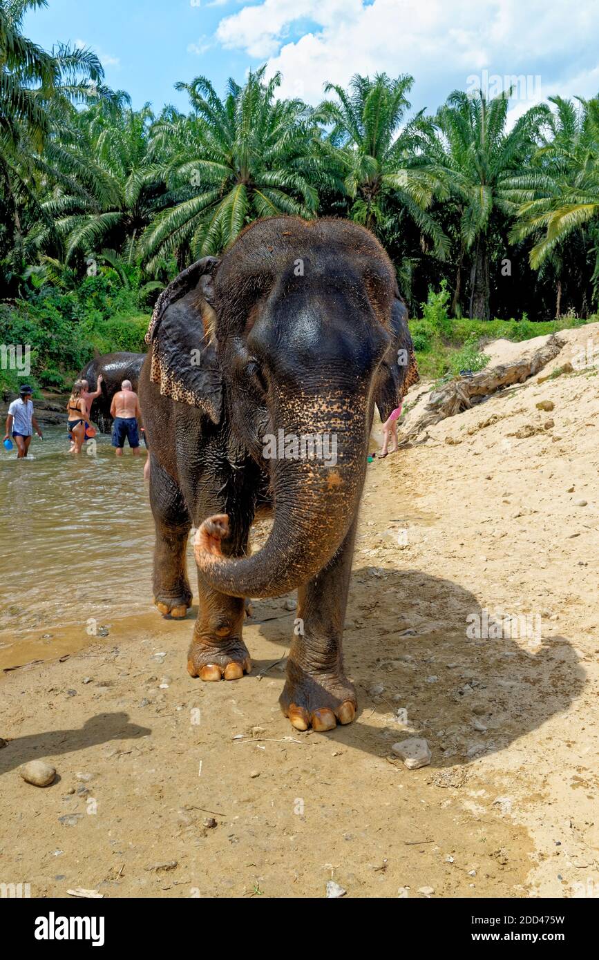 Bath with Elephants at Krabi Elephant House Sanctuary - Thailand ...