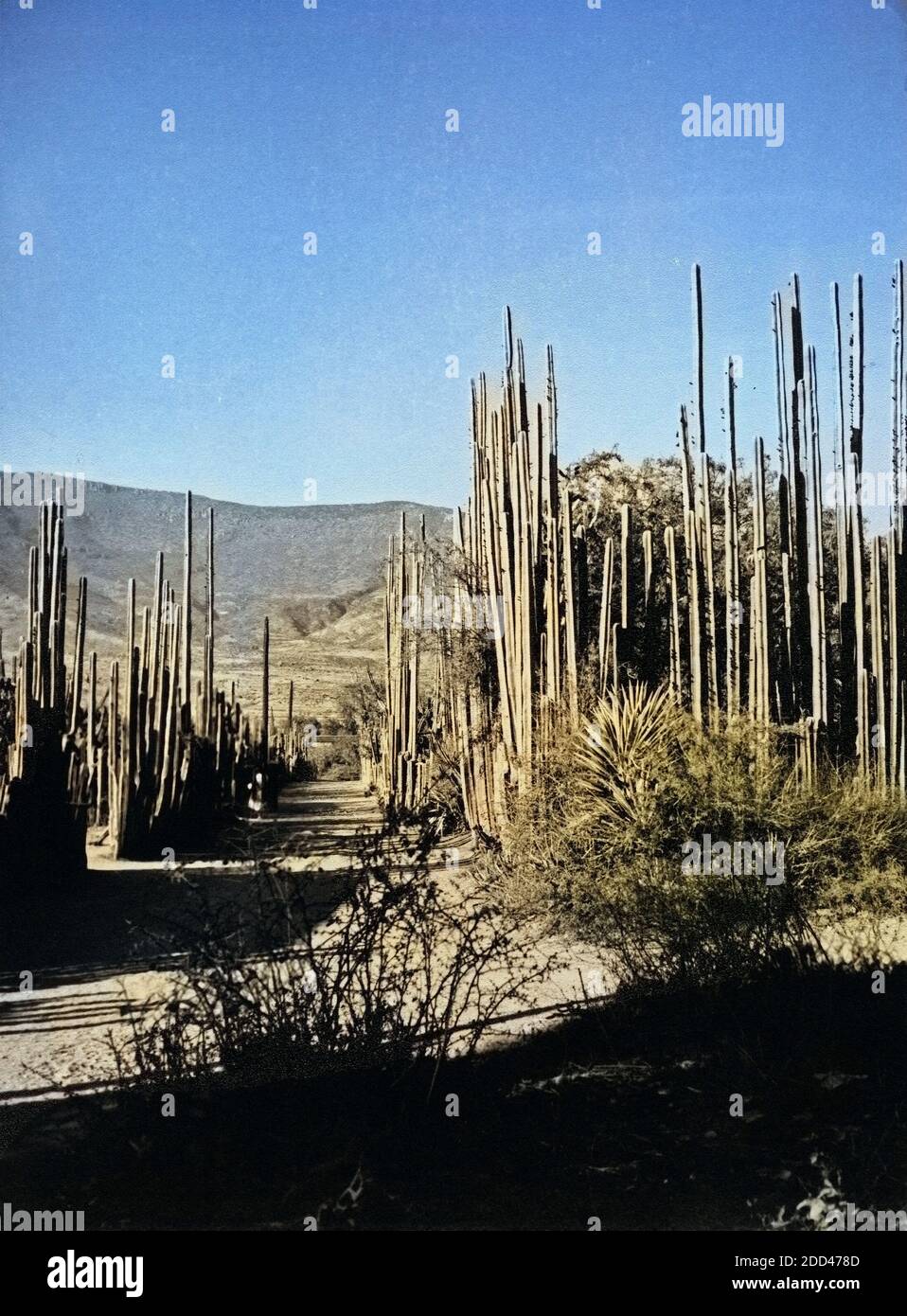 Landschaft mit Kakteen bei Mitla, Mexiko 1970er Jahre. Landscape with ...