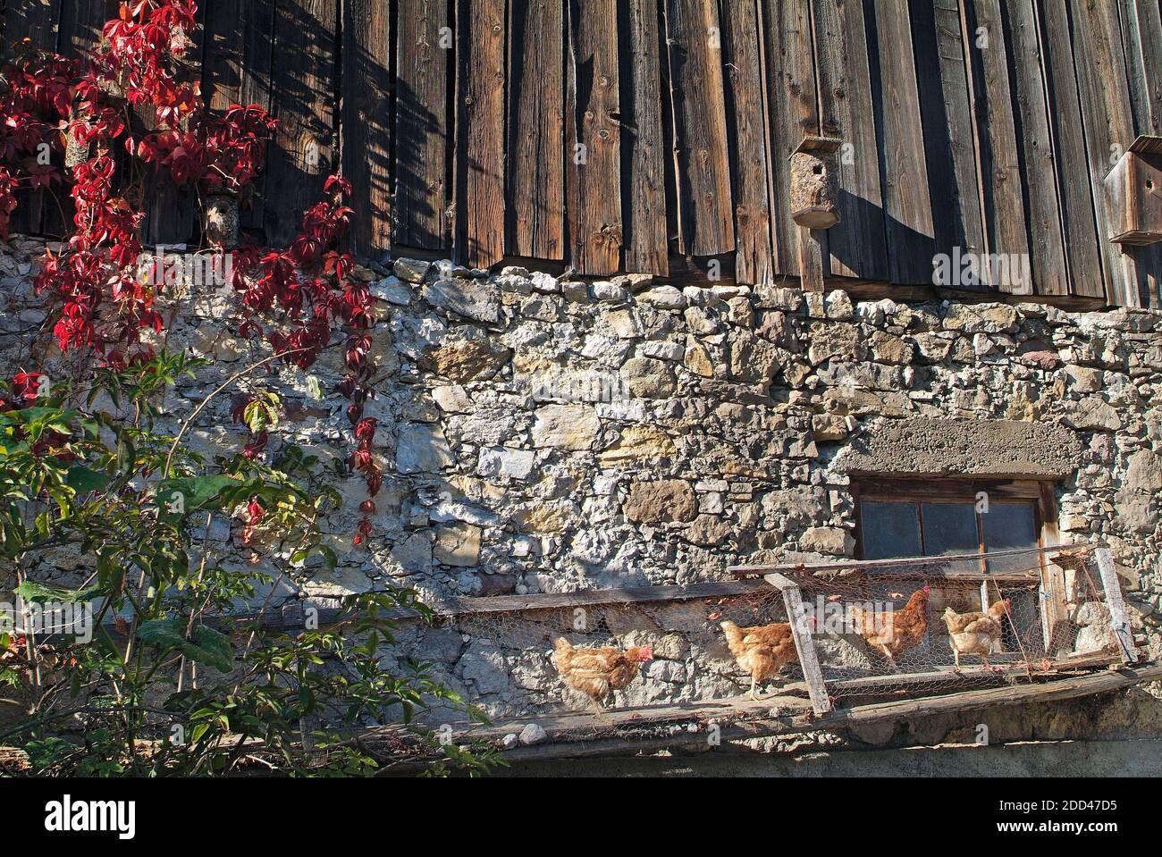 Austria, Chickens on chicken stairs to their stall Stock Photo - Alamy