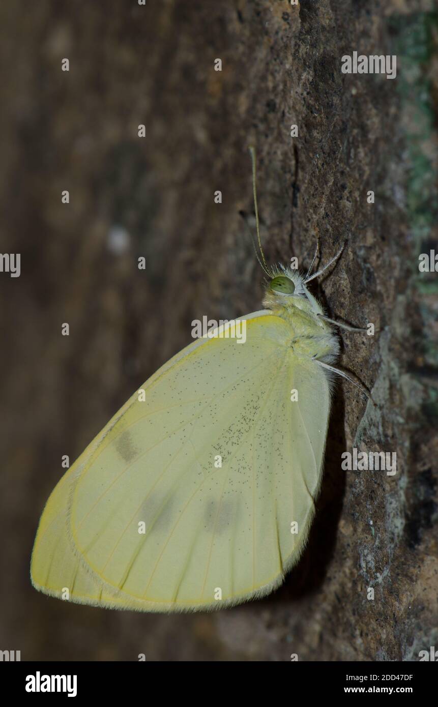 Female small white Pieris rapae. Pajonales. Integral Natural Reserve of ...