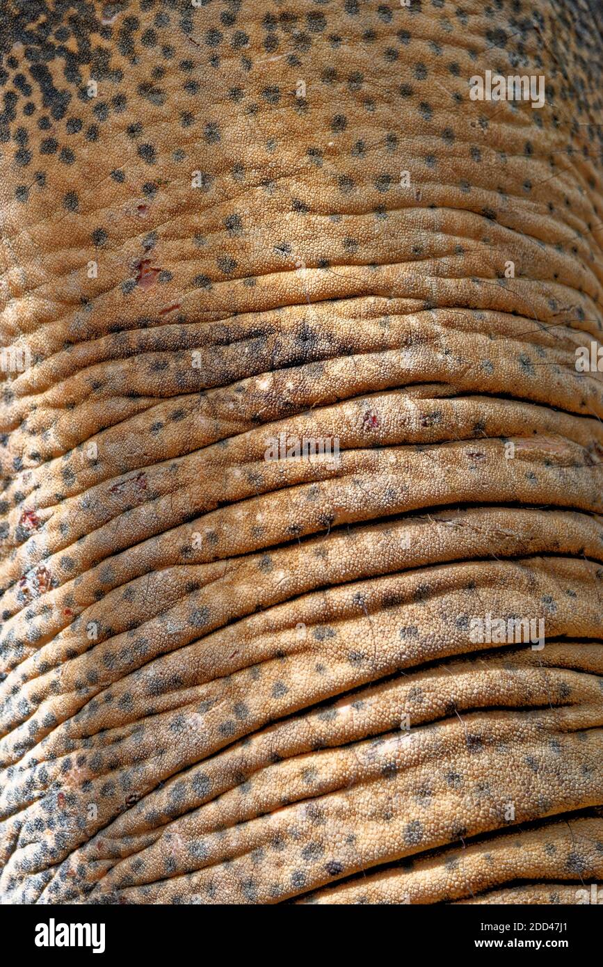 Abstract textured background of close up detail of an Asian elephant ...